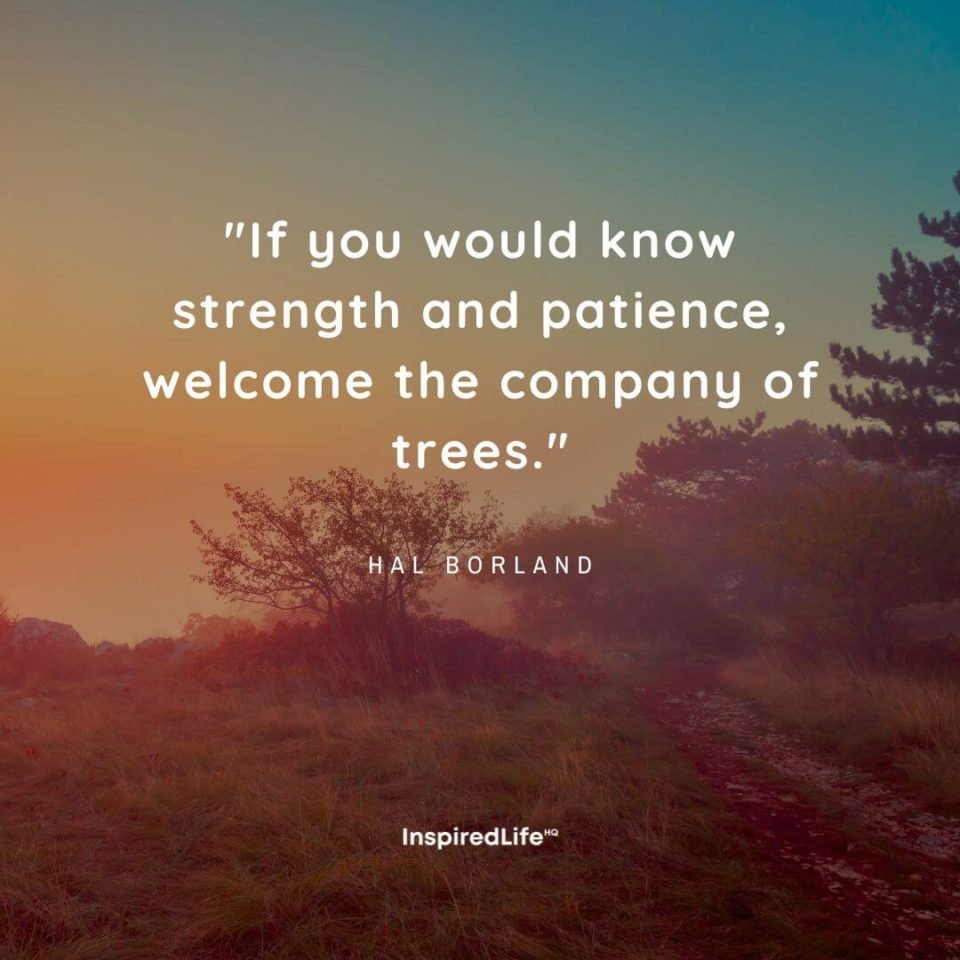 118 Patience Quotes For Personal Growth